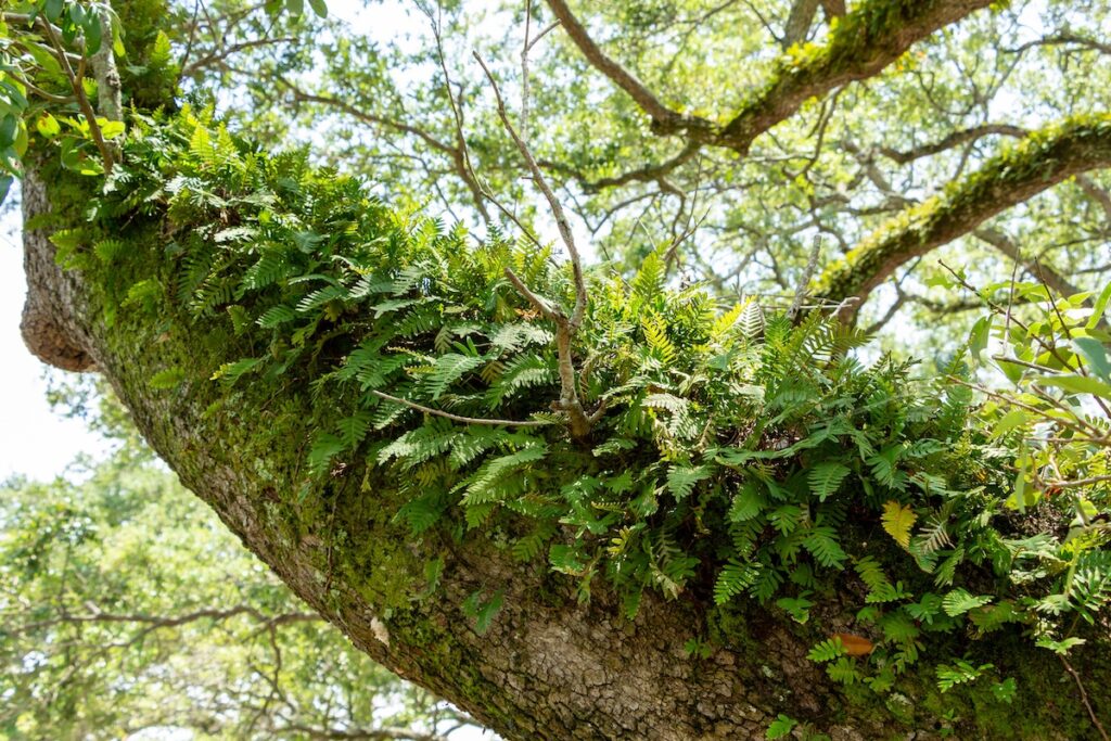 The Magic of the Resurrection Fern - Palmetto Bluff