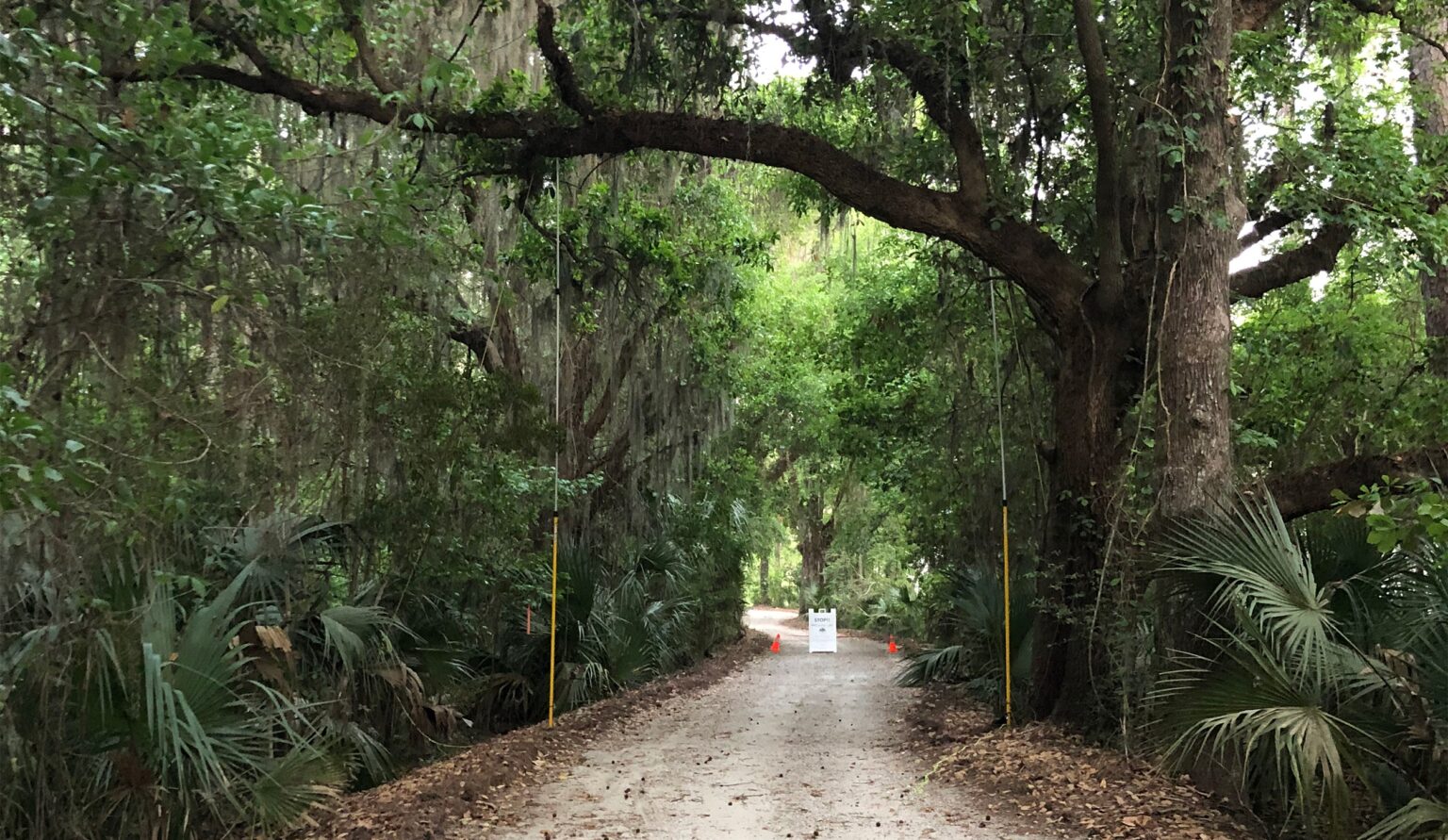 From Dusk to Dawn: Netting Bats - Palmetto Bluff