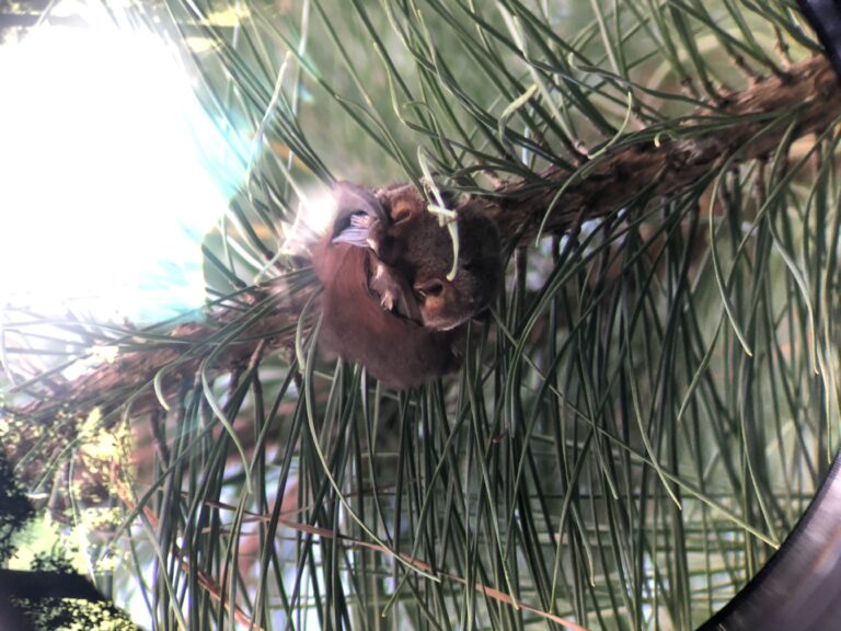 Species Profile: Seminole Bat - Palmetto Bluff