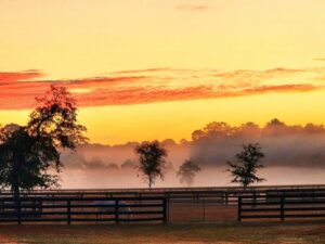 Experience Equestrian Luxury at Longfield Stables - Palmetto Bluff