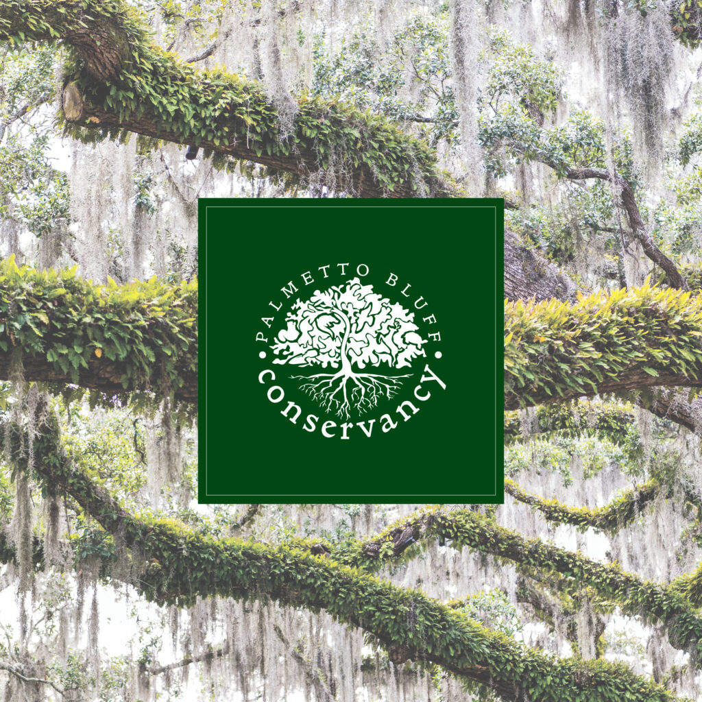 Under the Microscope: Leaf Litter - Palmetto Bluff