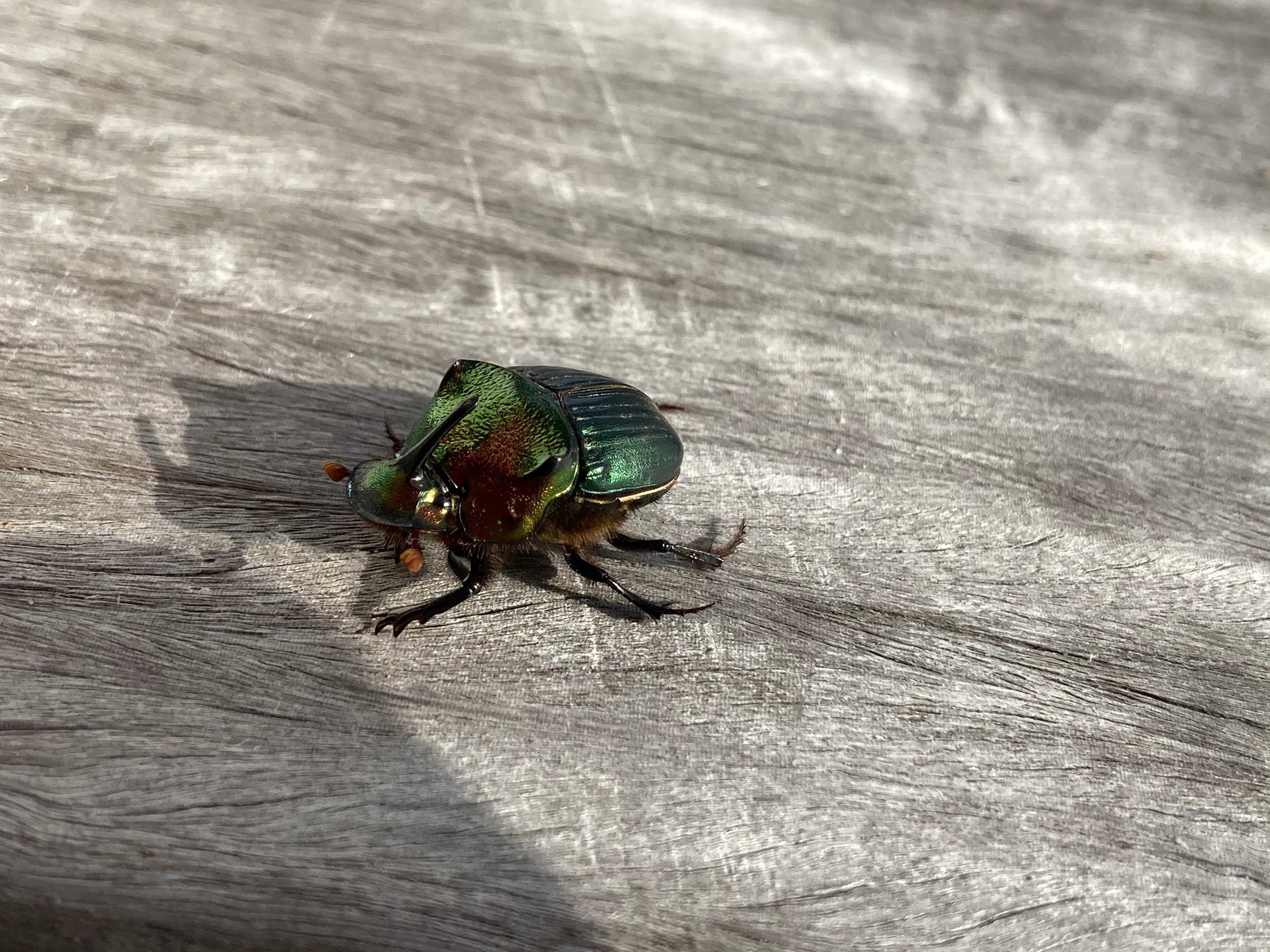 Let’s Talk About… Insects! - Palmetto Bluff