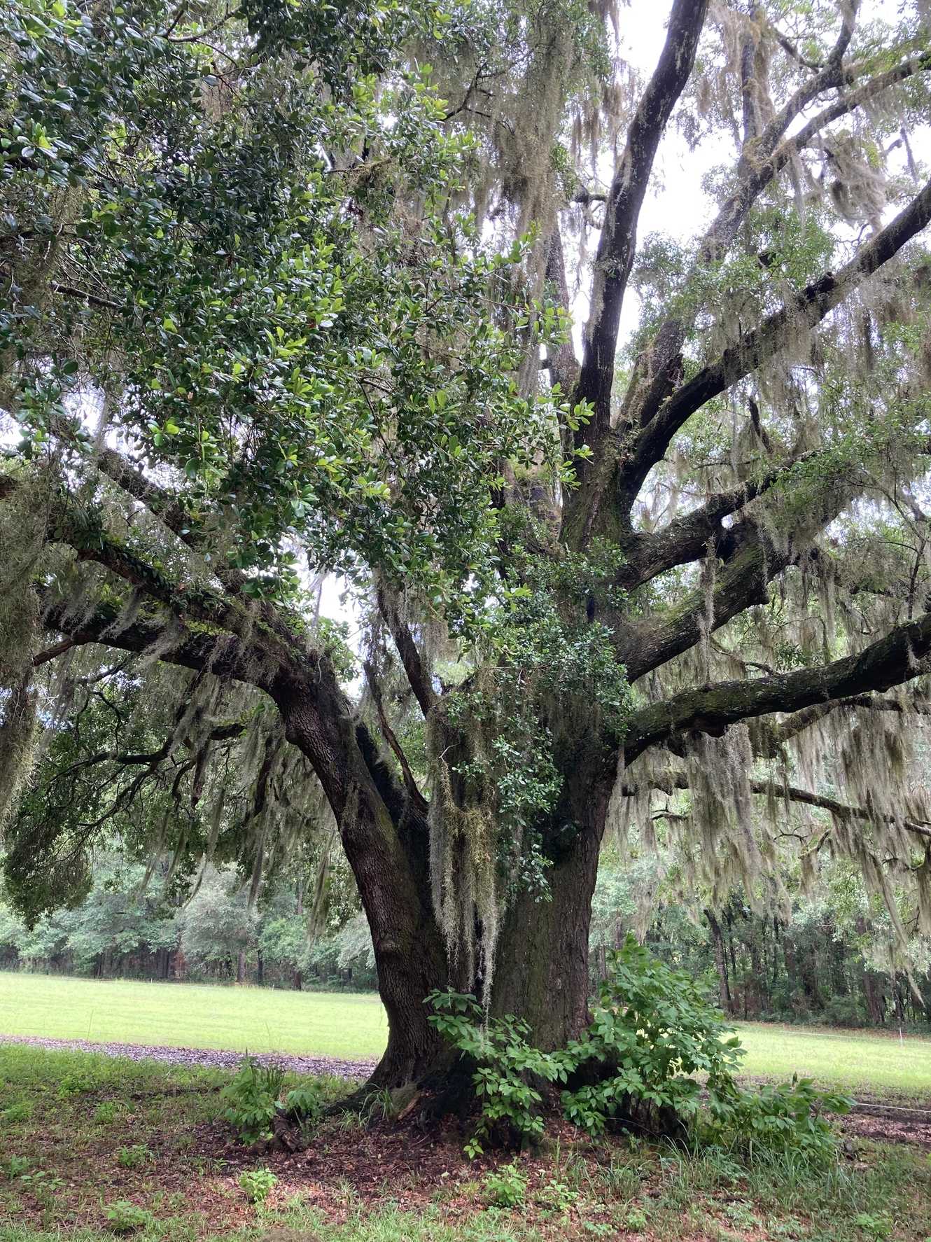 Lowcountry Flora: Old #8 - Palmetto Bluff