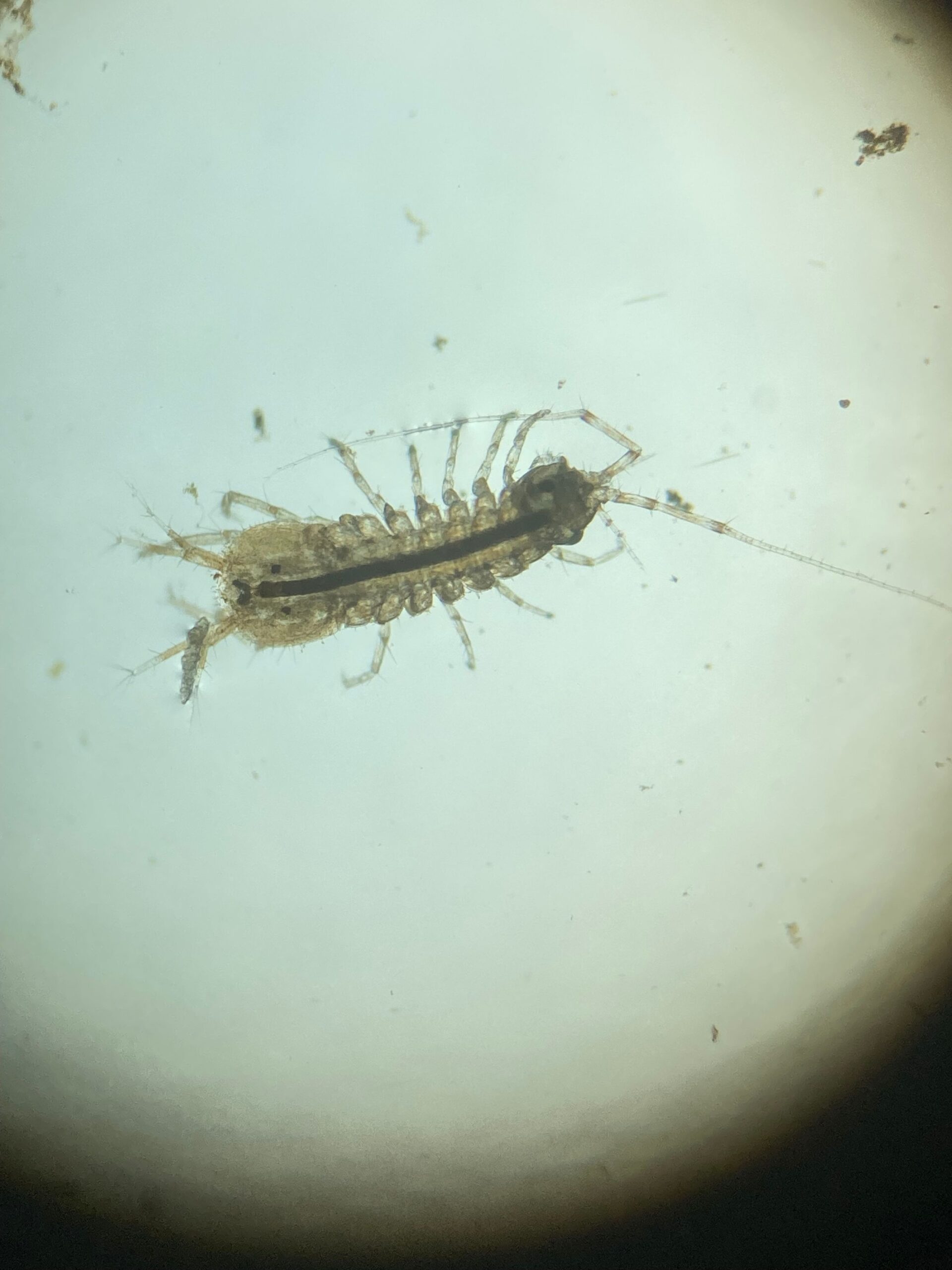 Under the Microscope: Freshwater - Palmetto Bluff