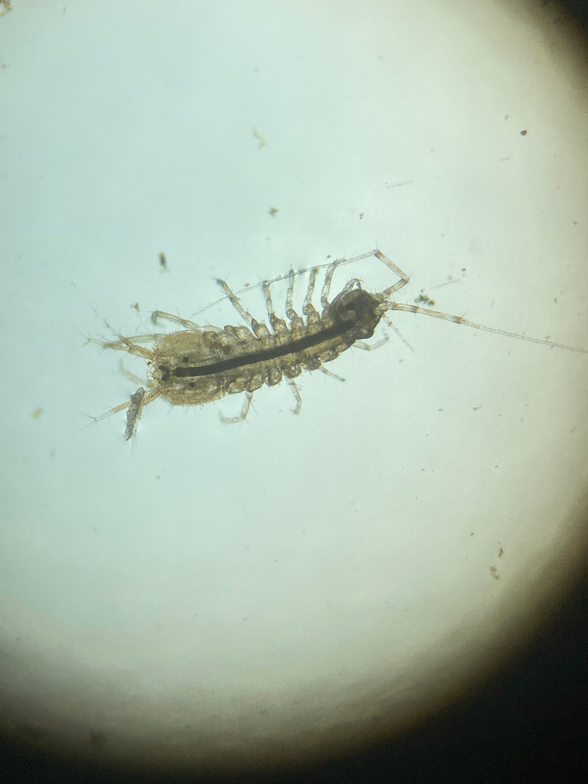 Under the Microscope: Saltwater - Palmetto Bluff