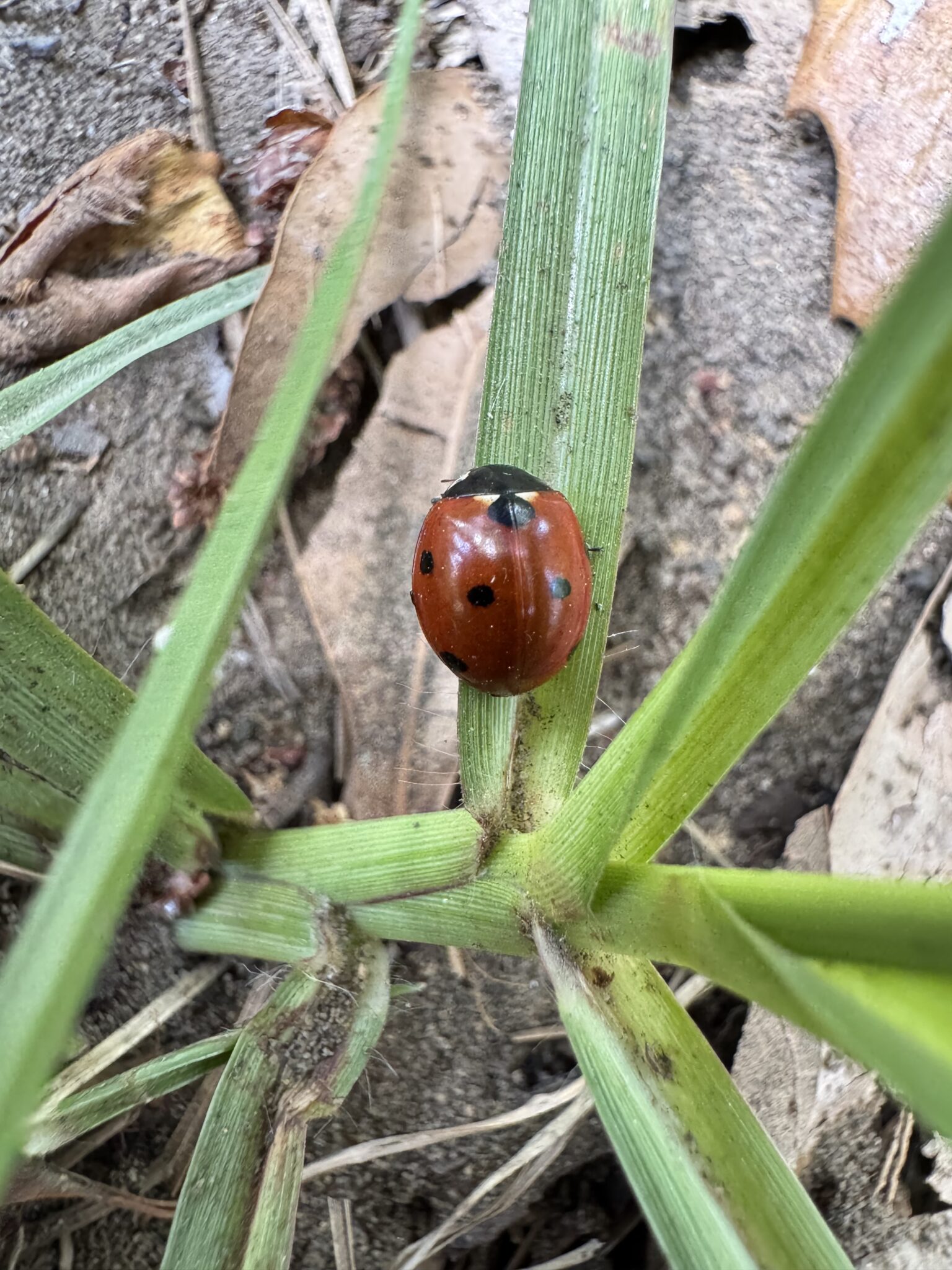 Let’s Talk About… Insects! - Palmetto Bluff