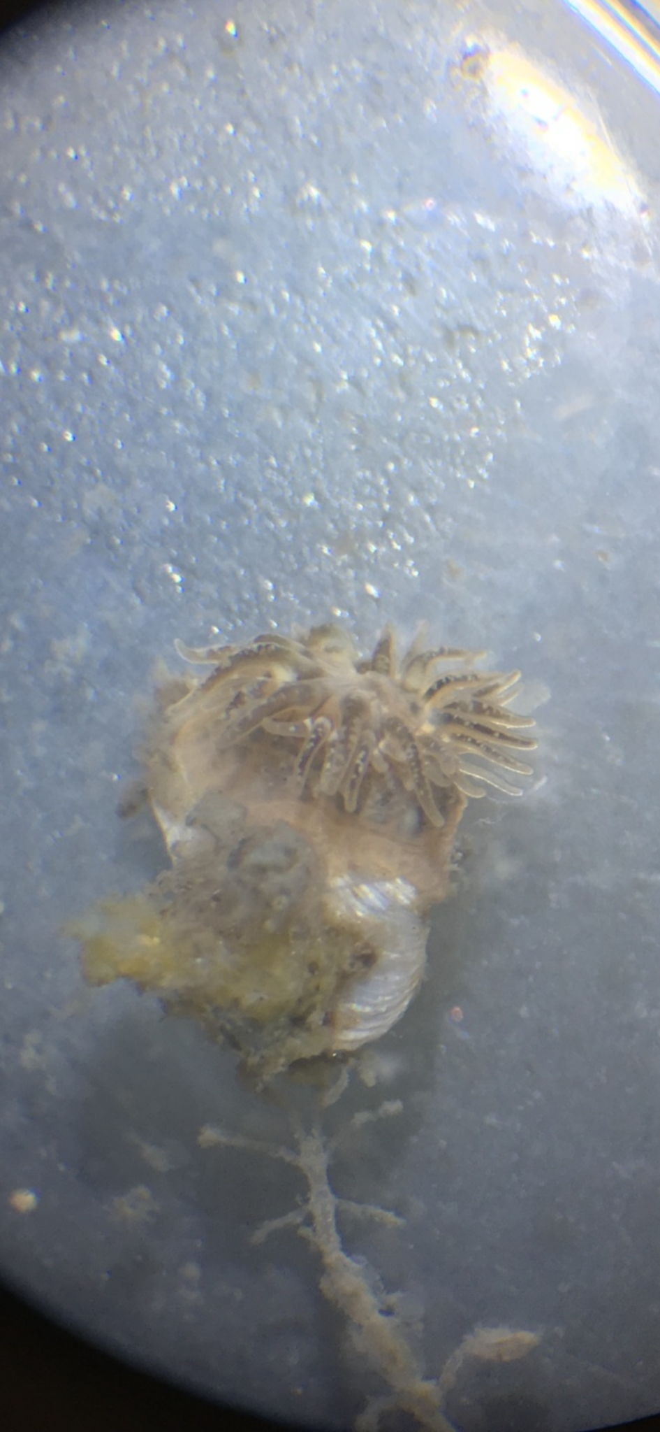 Under the Microscope: Saltwater - Palmetto Bluff