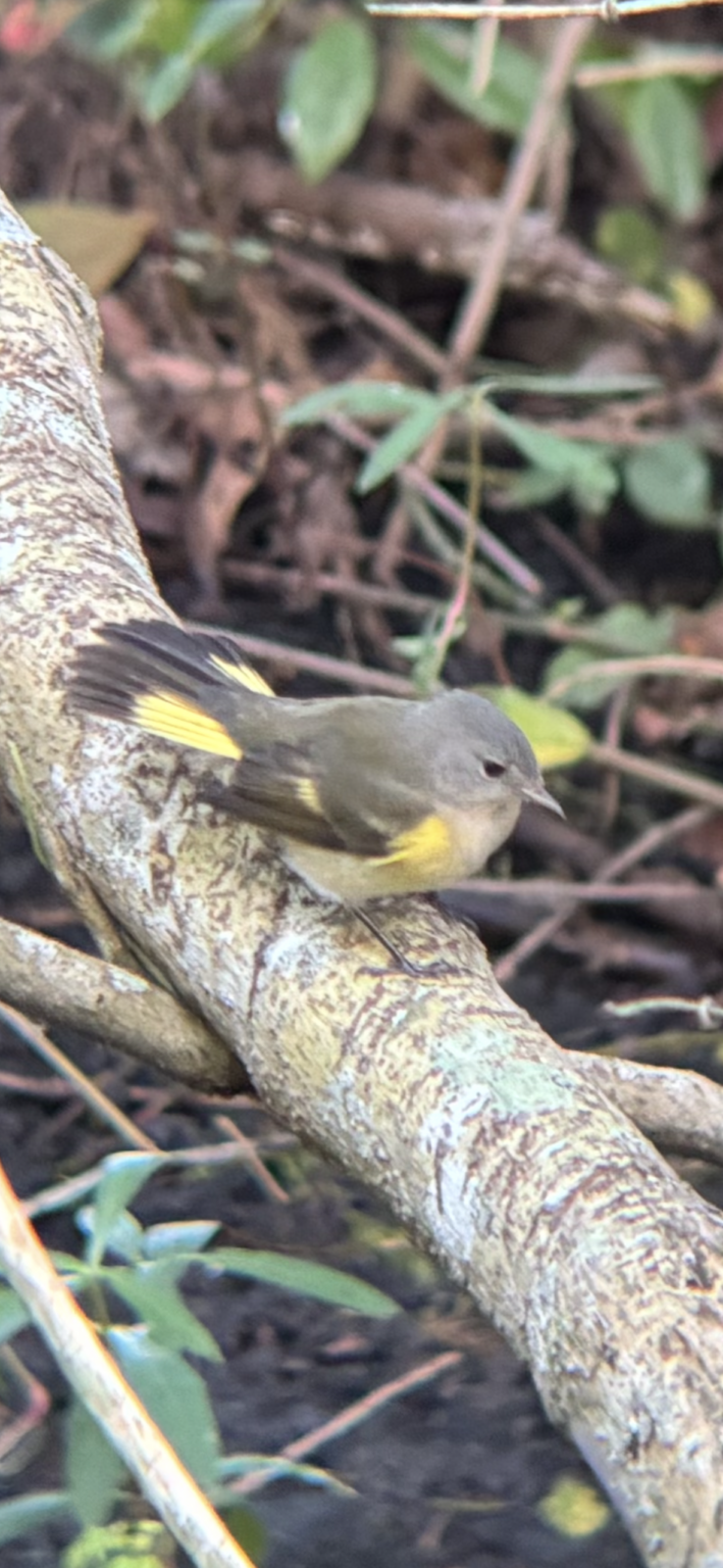 Field Trip: Jarvis Creek Park - Palmetto Bluff