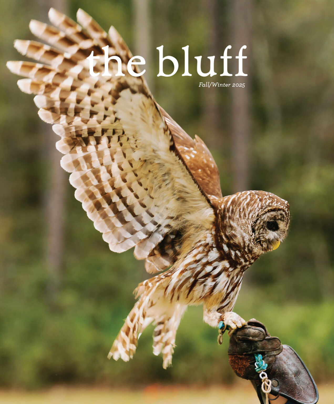 The Bluff Magazine - Palmetto Bluff